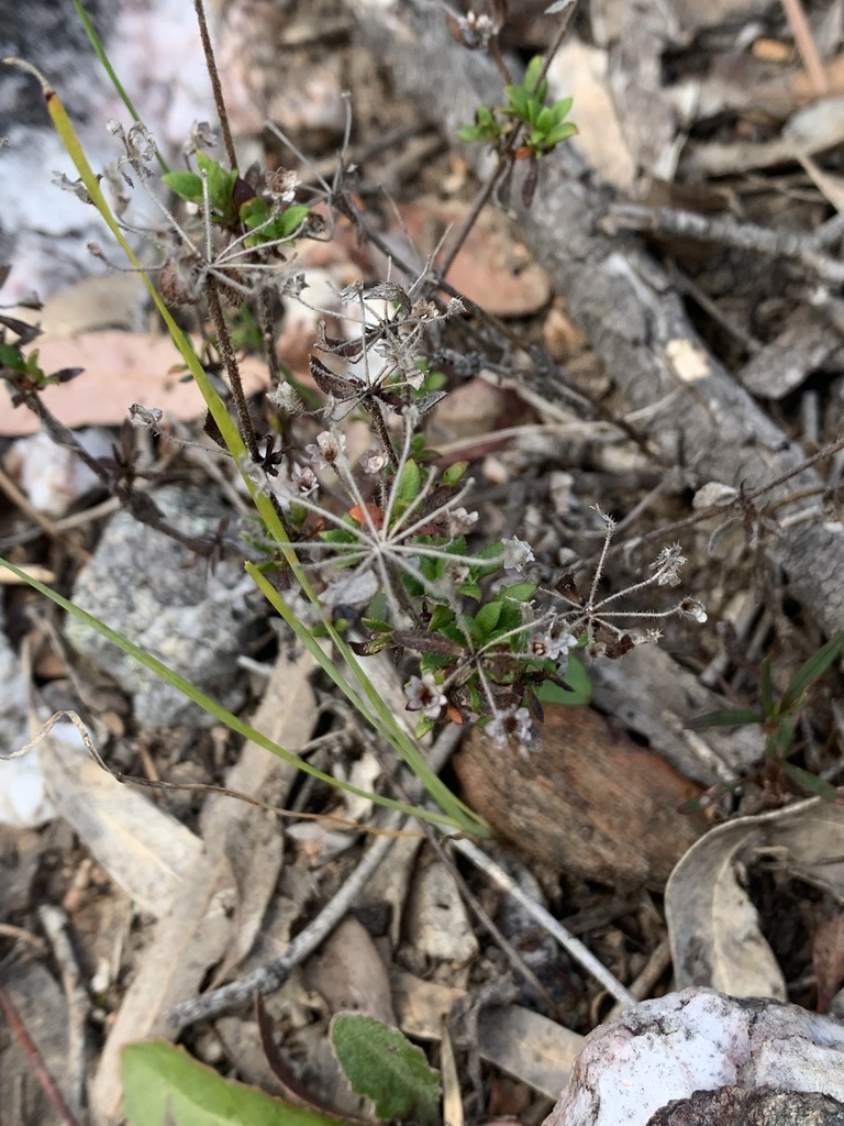 pomax from Capertee National Park, Bogee, NSW, AU on October 7, 2023 at ...