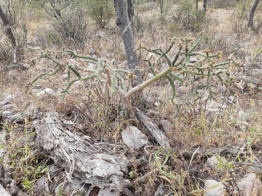 Velvet Bur Cactus from 76229 Qro., México on October 9, 2023 at 03:02 ...