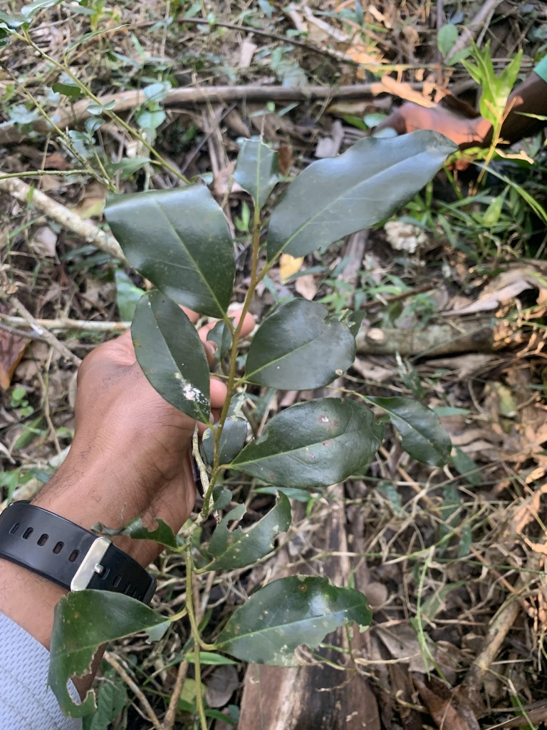 Mountain Guarri from Amatikulu Nature Reserve, Mandeni, KZN, ZA on ...