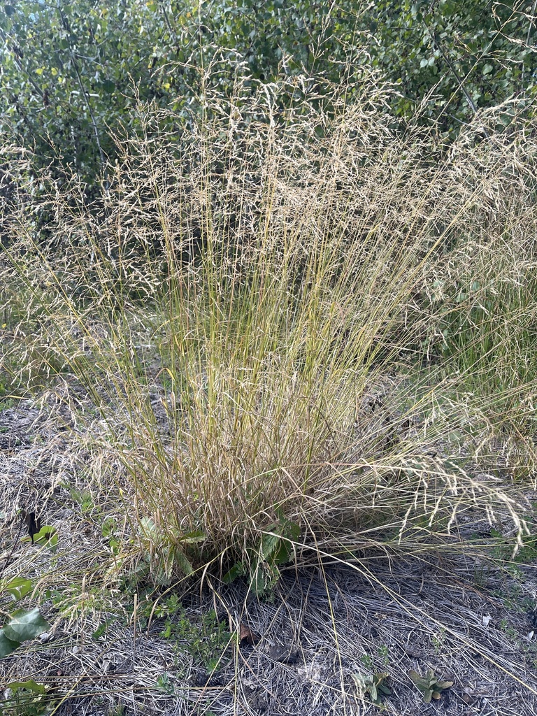 Pooideae from Sierra National Forest, Shaver Lake, CA, US on October 3 ...