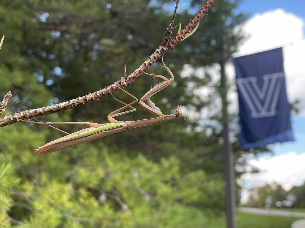 Narrow-winged Mantis from Villanova University, Villanova, PA, US on ...