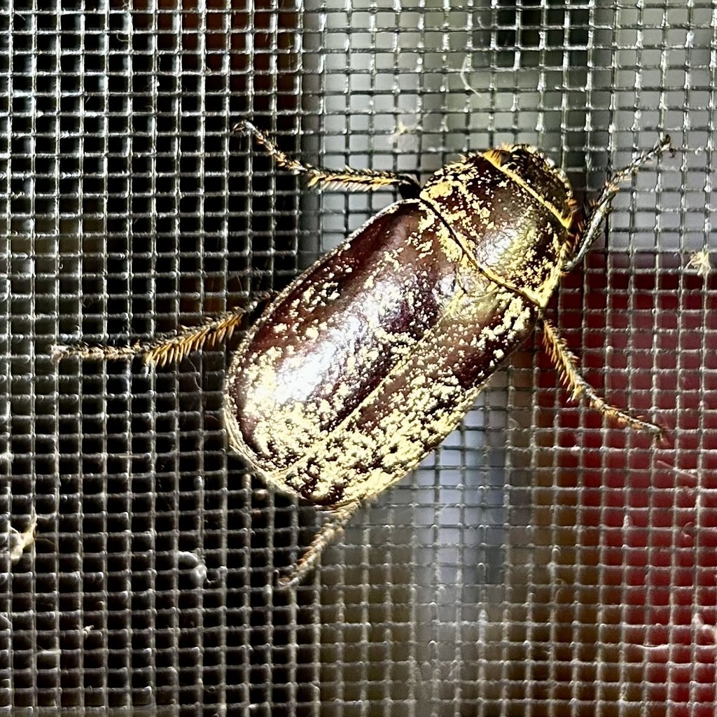 Greyback Cane Beetle from Jarda St, Smithfield, QLD, AU on October 11 ...