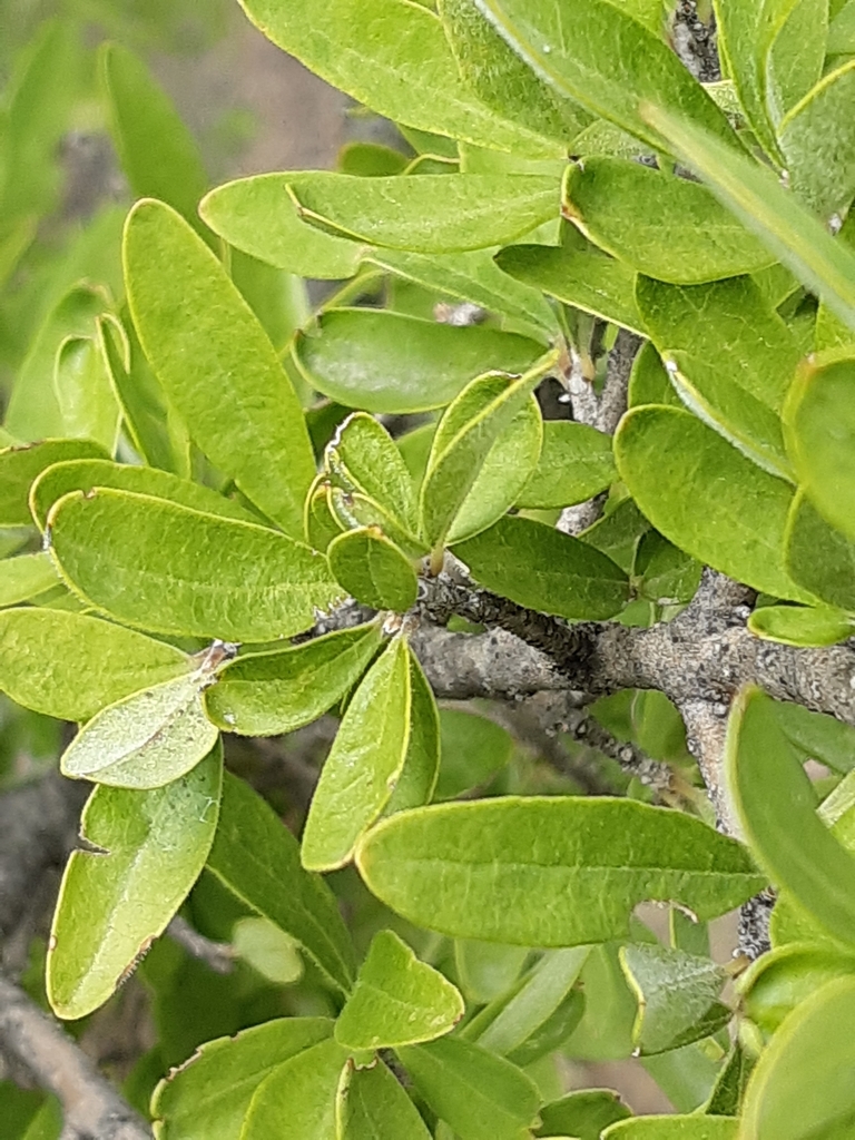 desert-olive from 76229 Qro., México on October 9, 2023 at 03:13 PM by ...