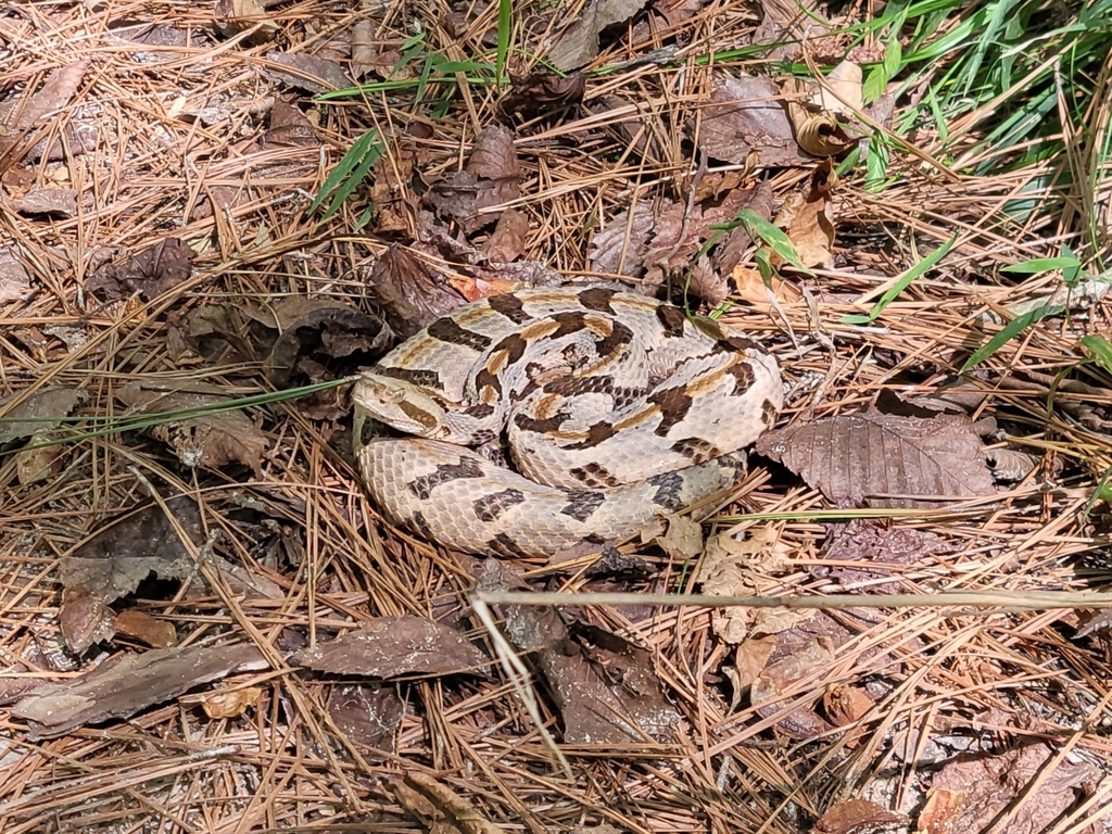 Timber Rattlesnake from Livingston, TX 77351, USA on October 9, 2023 at ...