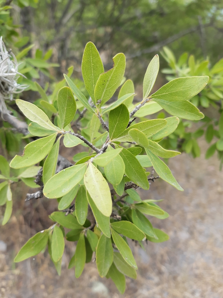 desert-olive from 76229 Qro., México on October 9, 2023 at 03:16 PM by ...