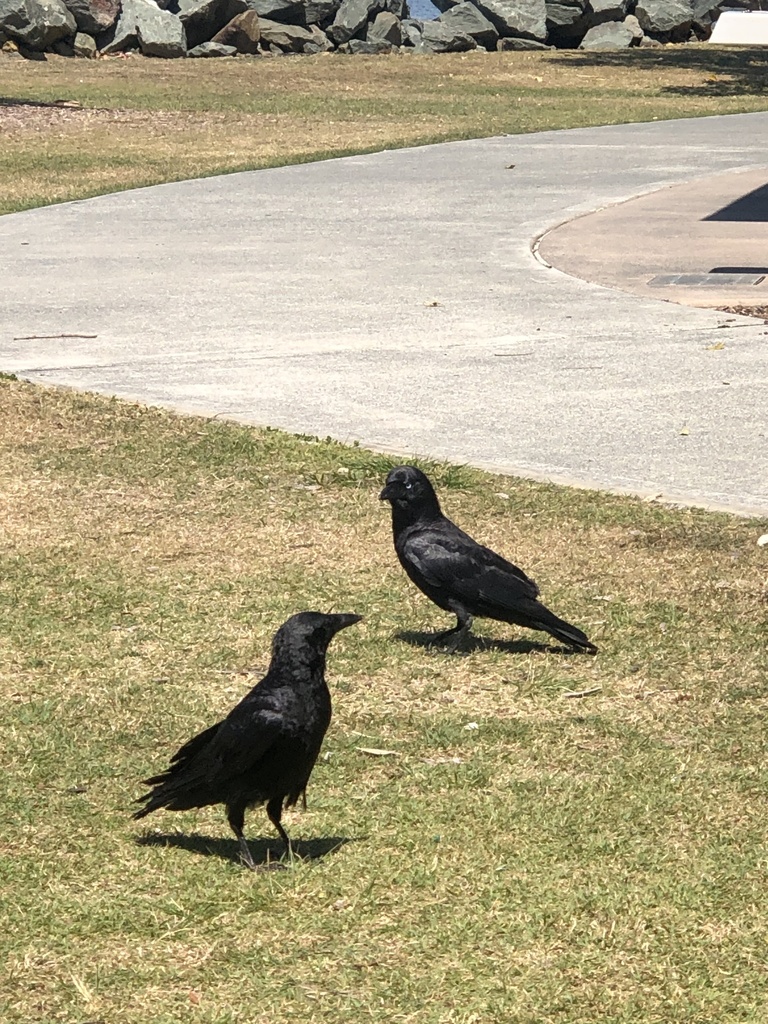 Torresian Crow from Pelican Park, Clontarf, QLD, AU on October 11, 2023 ...