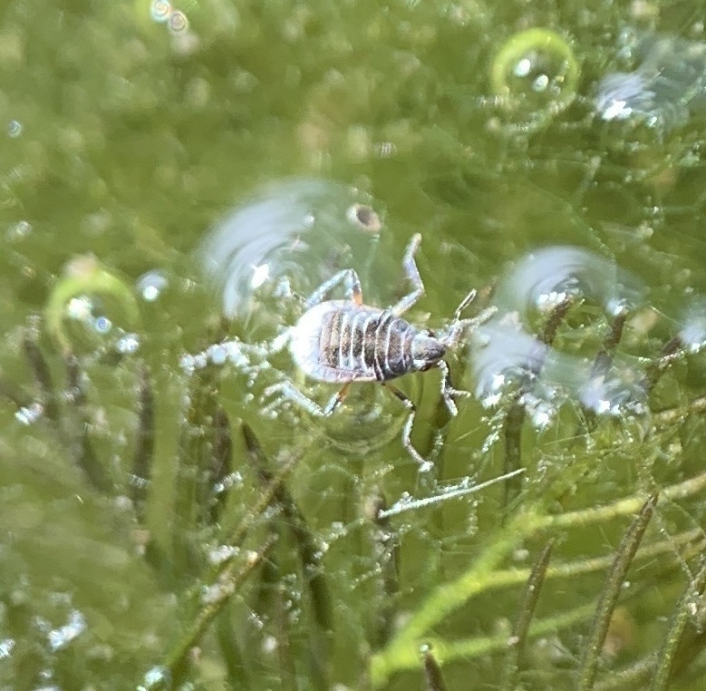 Microvelia pulchella from The Morton Arboretum, Lisle, IL, US on ...