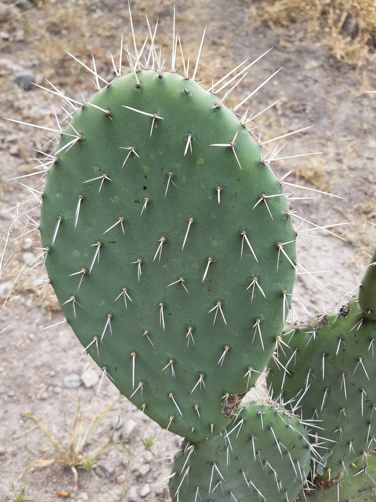 Opuntia lasiacantha from 76229 Qro., México on October 9, 2023 at 03:22 ...
