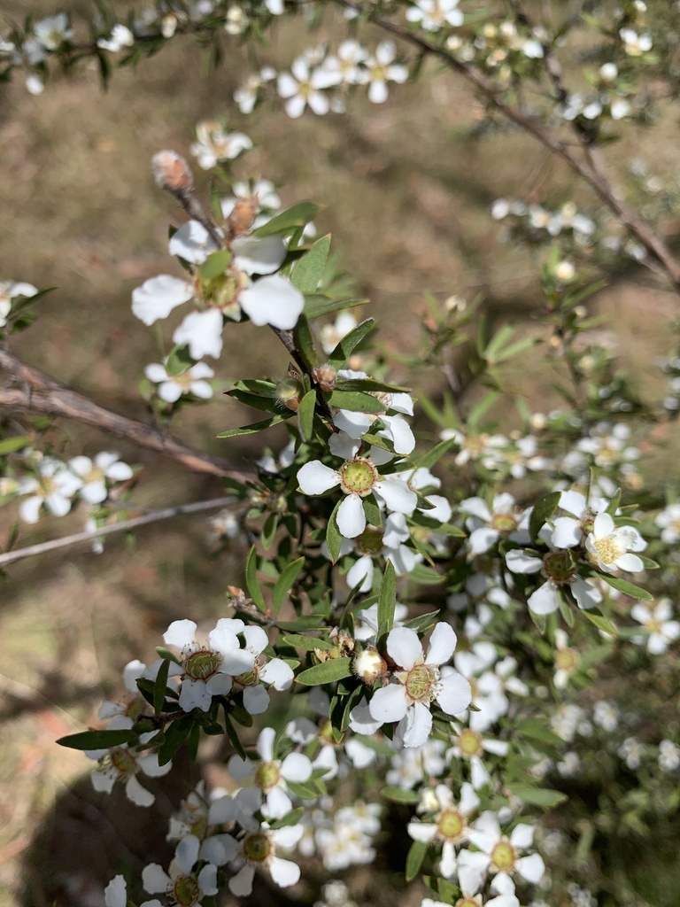 Tantoon from Lenco Cr, Landsborough, QLD, AU on October 11, 2023 at 10: ...