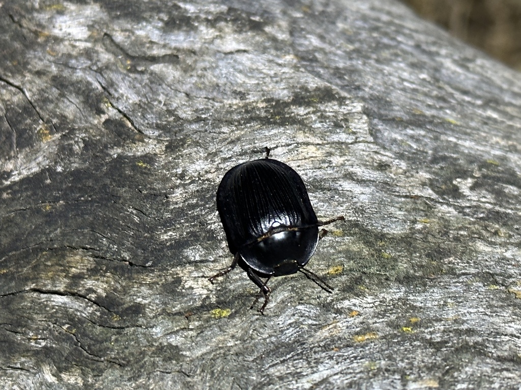 Pie-dish Beetles from McMahons Reef, NSW, AU on October 10, 2023 at 08: ...