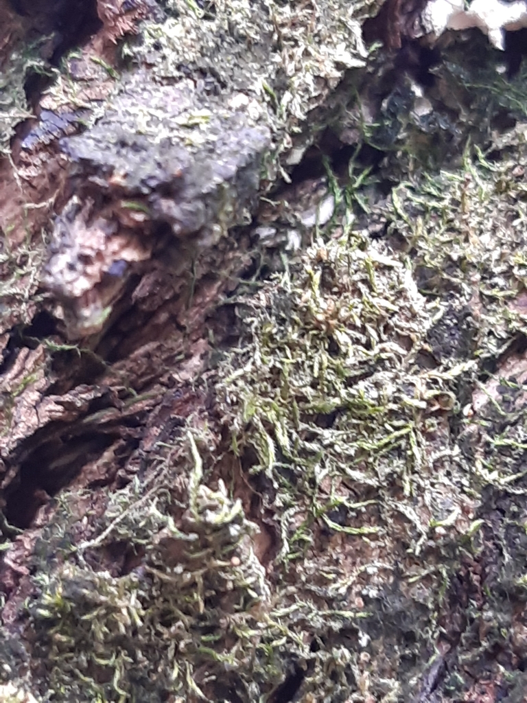 seductive entodon moss from 76229 Qro., México on October 9, 2023 at 03 ...