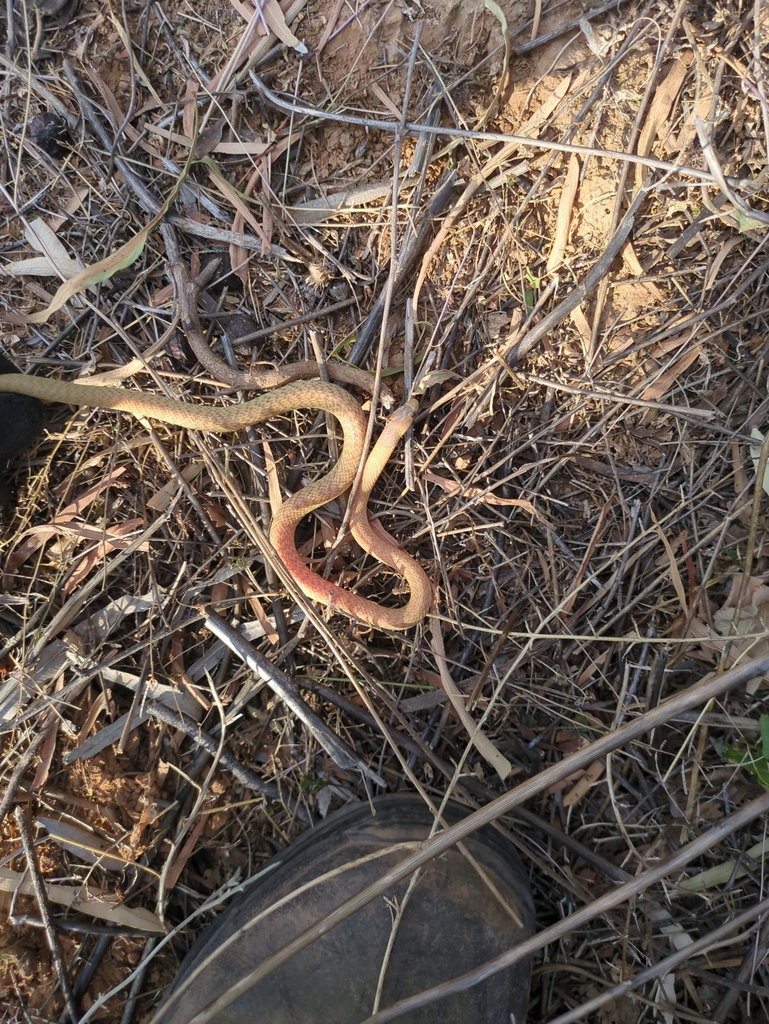 Western Brown Snake from Unincorp. Far West, AU-NS, AU on October 9 ...