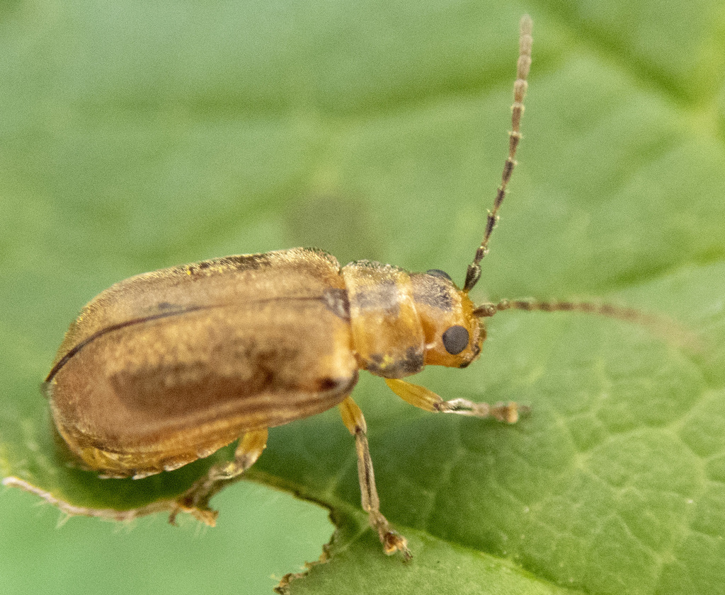 Viburnum Leaf Beetle from Shepard Settlement, Onondaga County, NY, USA ...