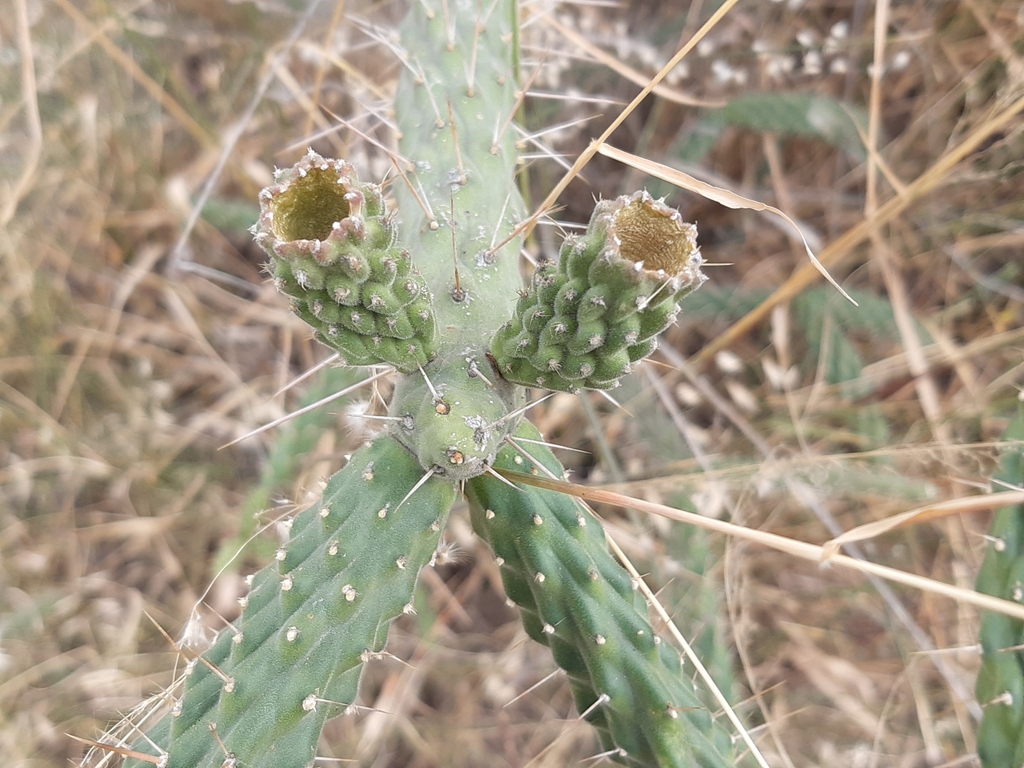 Velvet Bur Cactus from 76229 Qro., México on October 9, 2023 at 03:38 ...