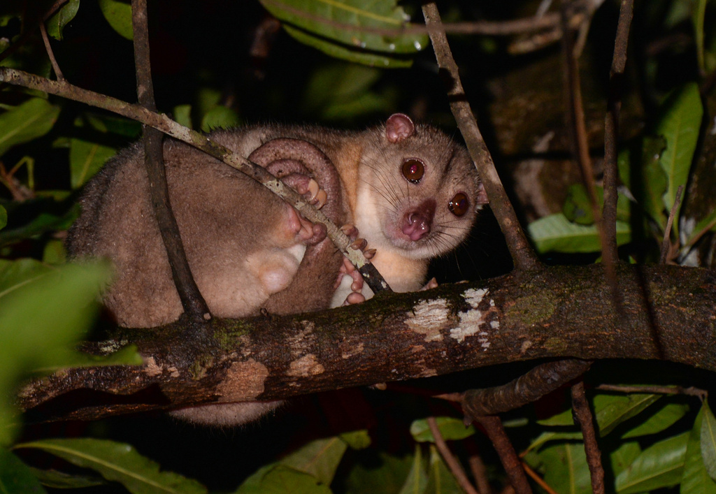 Southern Common Cuscus from Kutini-Payamu (Iron Range) National Park ...