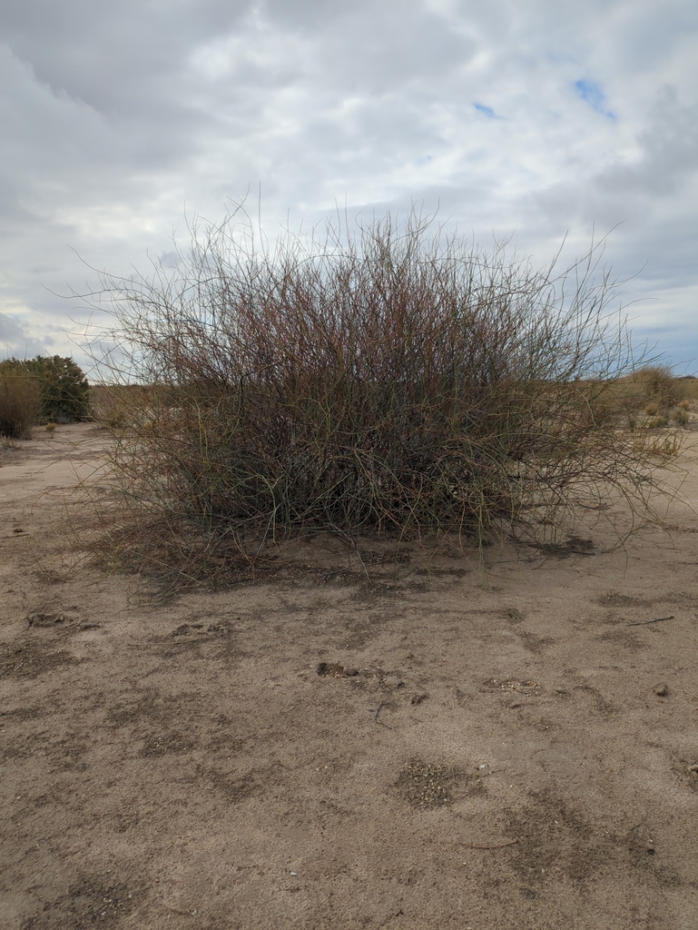 Tangled Lignum from Unincorp. Far West, AU-NS, AU on October 10, 2023 ...