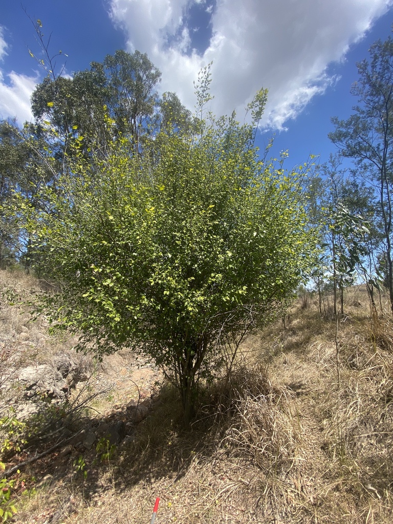 whalebone tree from Hebden, NSW, AU on October 11, 2023 at 12:22 PM by ...