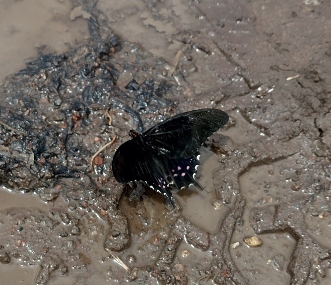 Pink-spotted Swallowtail from Zoquiapan, Ixtapaluca, Méx., México on ...