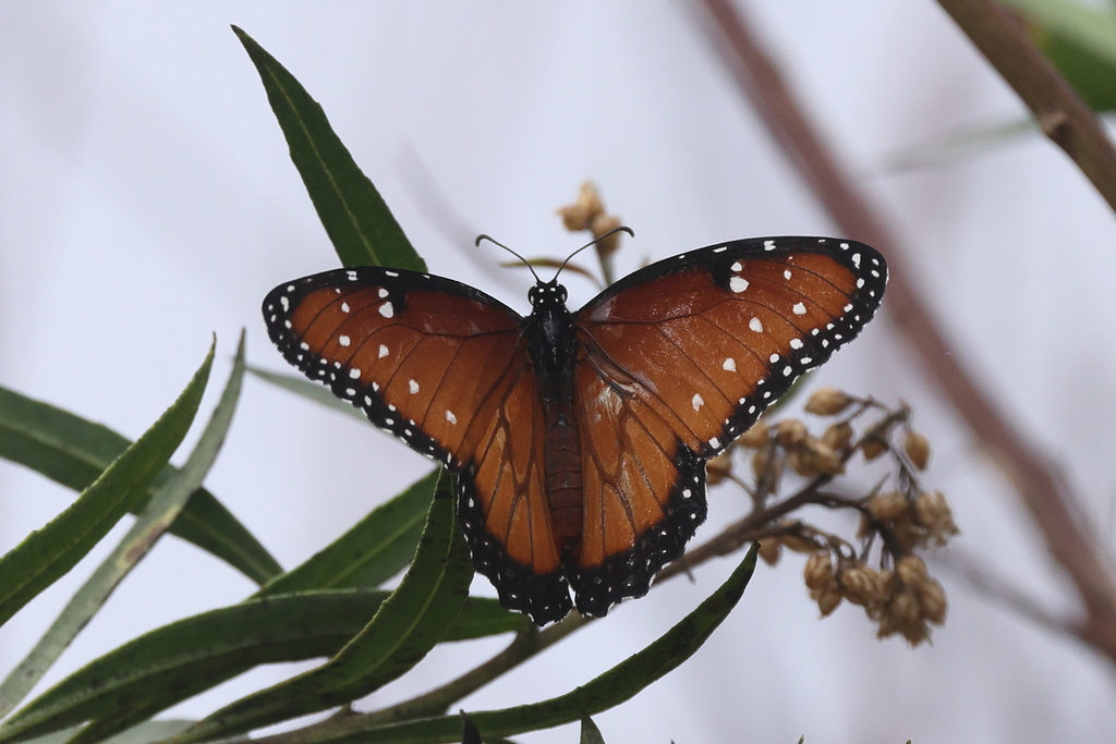 Queen from San Joaquin Marsh, Irvine, CA 92612, USA on October 8, 2023 ...
