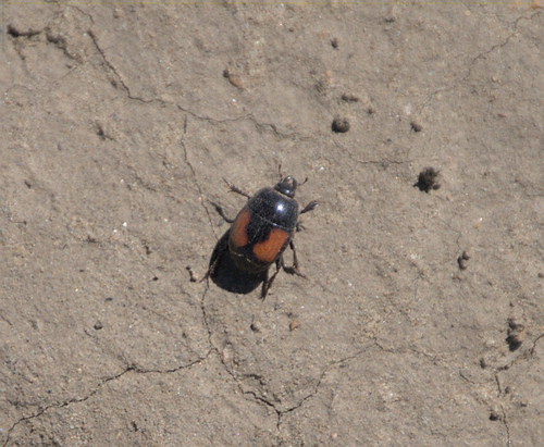 Spilodiscus biplagiatus · iNaturalist