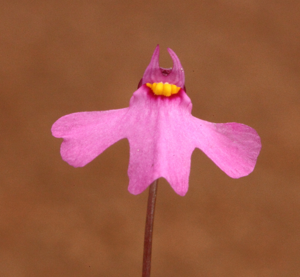 Polypompholyx from Cranbrook WA 6321, Australia on October 20, 2014 at ...