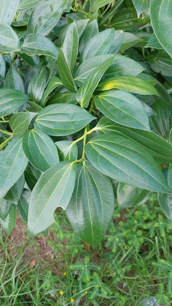 Cinnamon tree from 中林村 on October 11, 2023 at 09:59 AM by april_lu ...