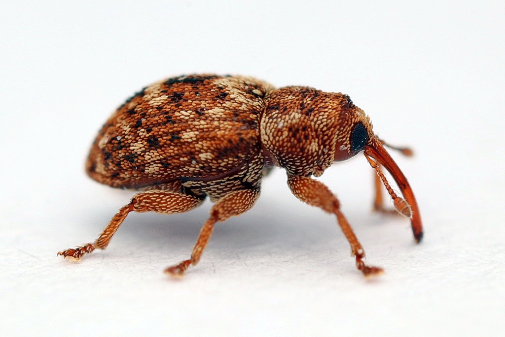 True Weevils from Kaeo, New Zealand on October 5, 2022 at 02:09 PM by ...