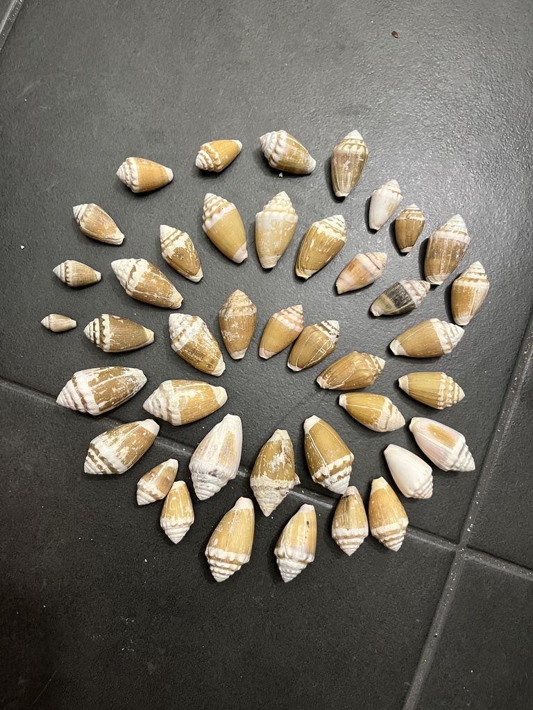 Pontificial Cone from Rockingham, AU-WA, AU on August 28, 2023 at 09:23 ...