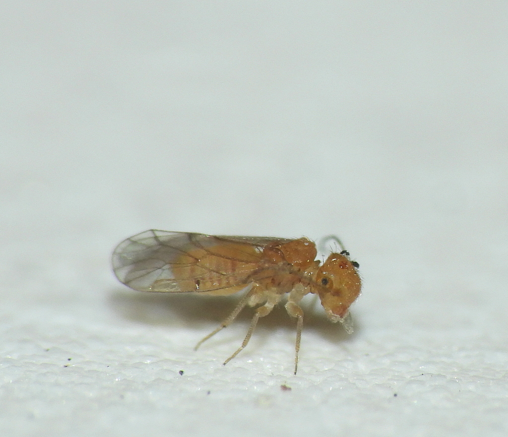Ectopsocus meridionalis from Tv. Tupinambás - Jurunas, Belém - PA ...