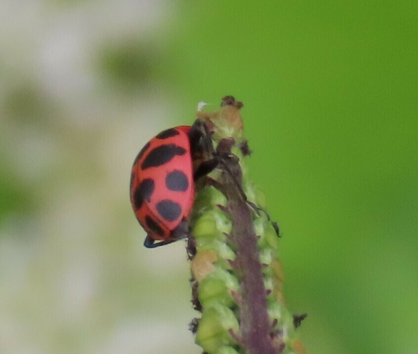 Spotted Pink Lady Beetle from Rosenberg, TX, USA on October 10, 2023 at ...
