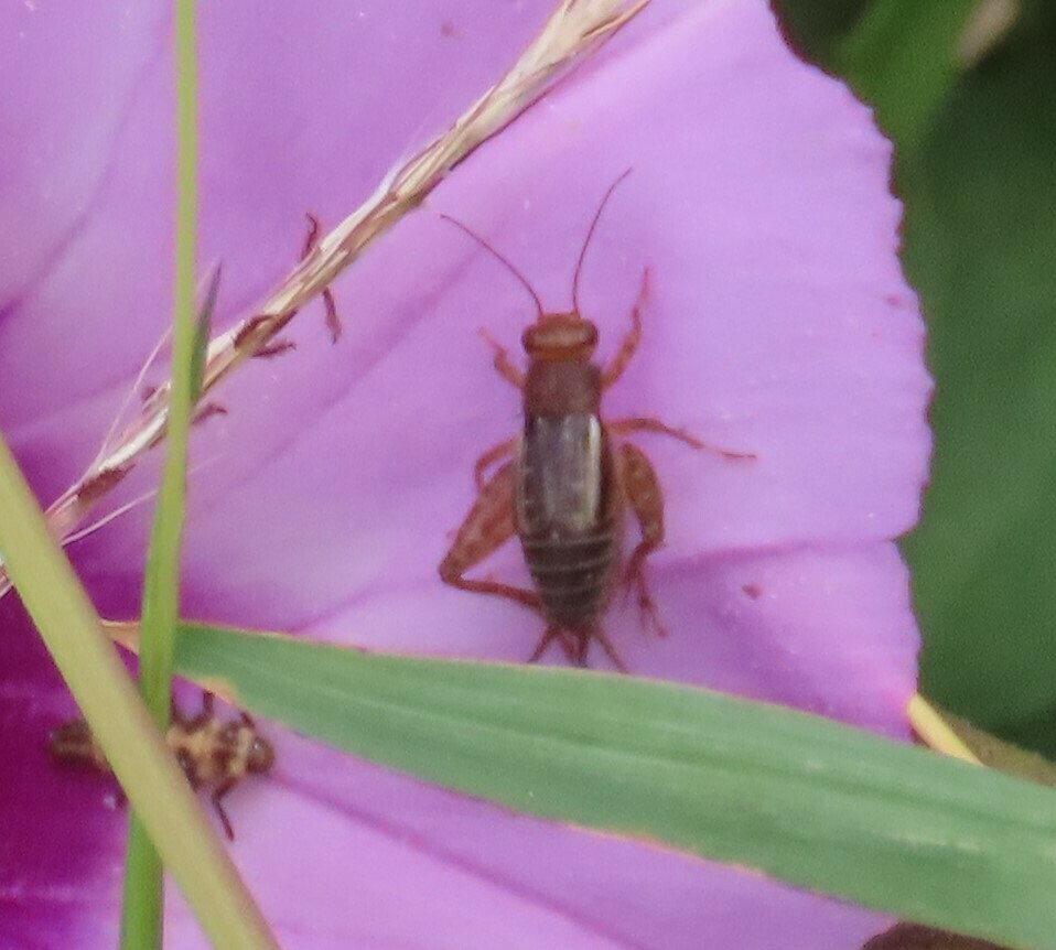 Small Ground Crickets from Rosenberg, TX, USA on October 10, 2023 at 09 ...