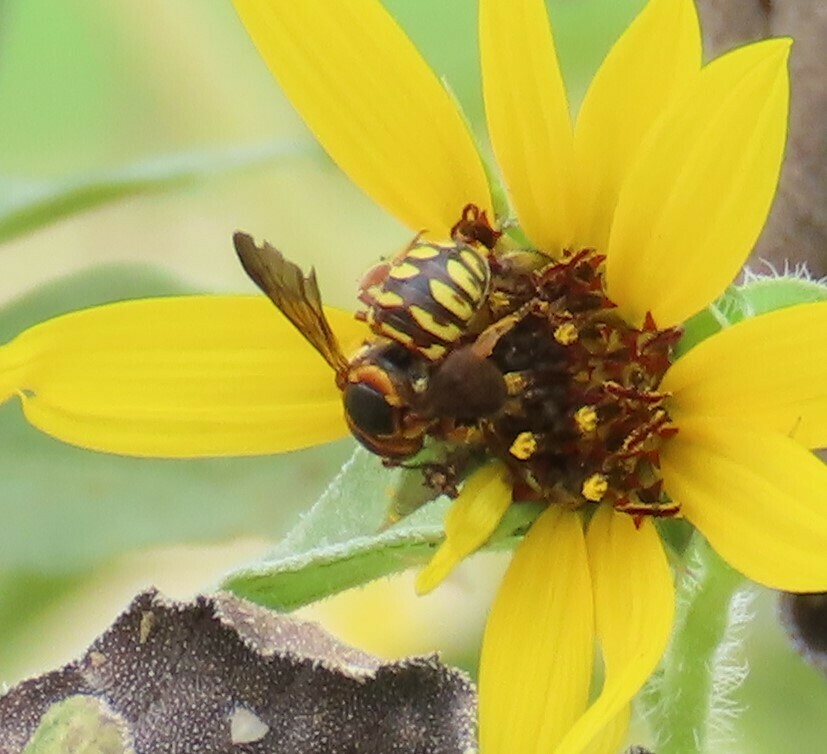 Curved Pebble Bee from Rosenberg, TX, USA on October 10, 2023 at 10:28 ...
