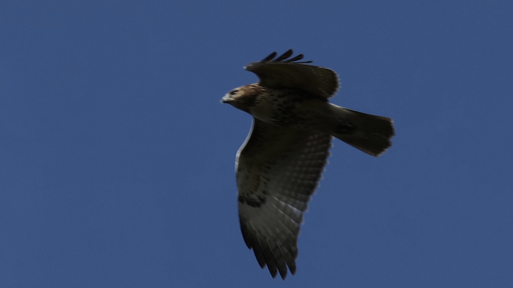 Red-tailed Hawk from Waterfall Glen, Lemont, IL, US on October 10, 2023 ...