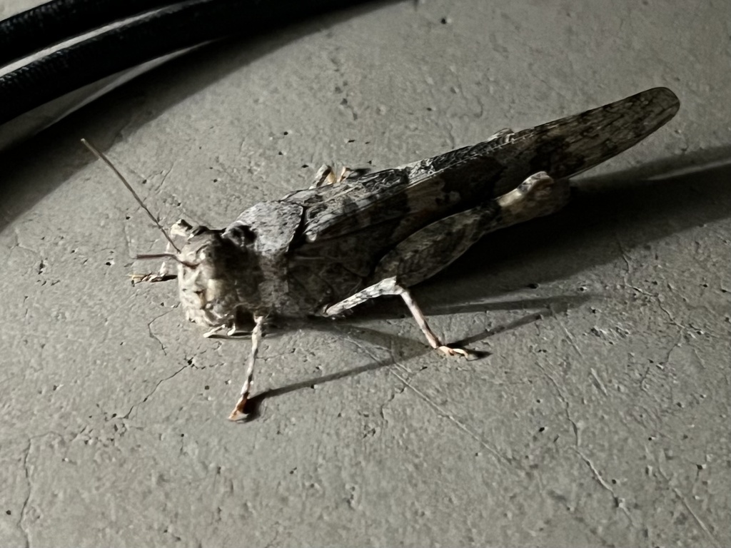 Pallid-winged Grasshopper from Ronald W. Caspers Wilderness Park, San ...