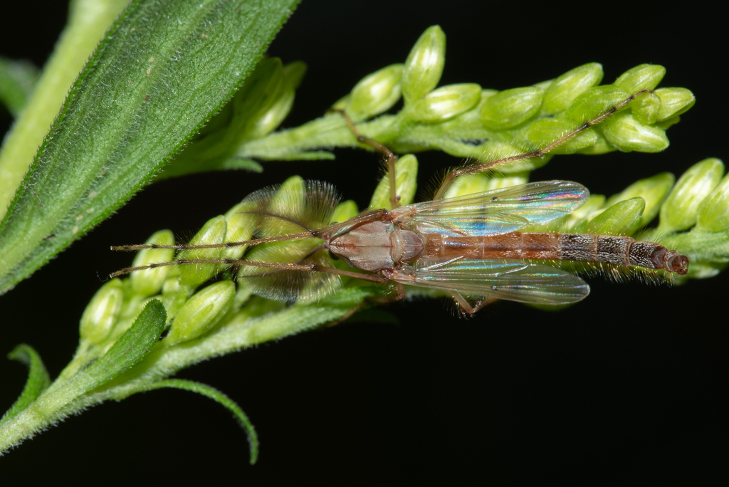 Buzzer Midge from Wooded Island, Jackson Park, Chicago, IL, USA on ...