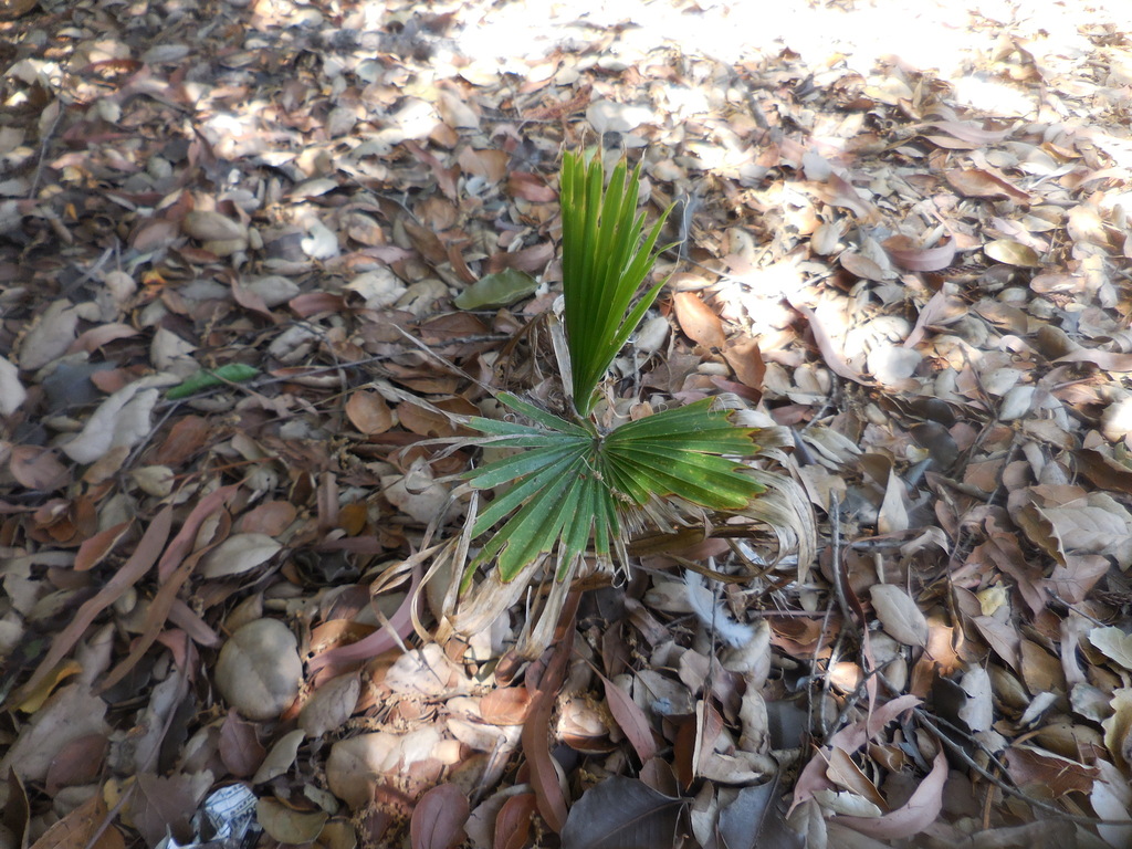 Trachycarpeae from Huntington Botanical Garden on April 30, 2022 at 01: ...