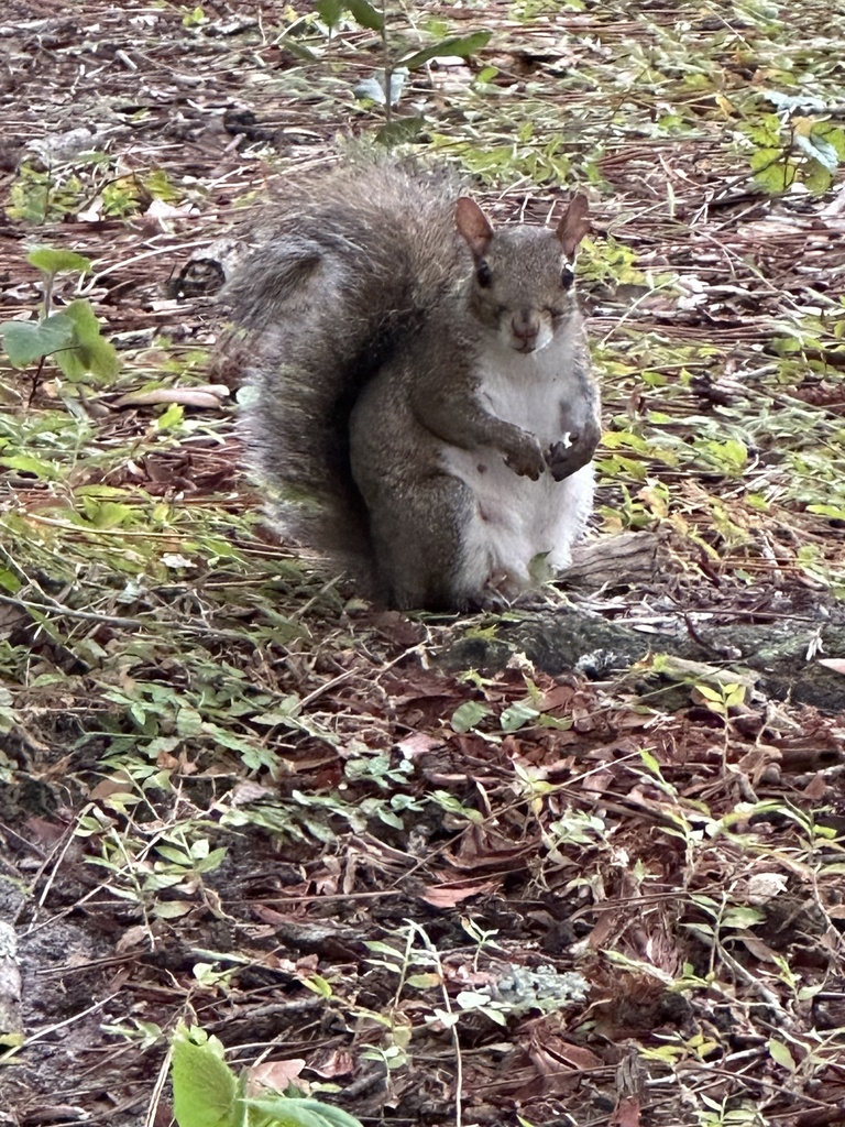 Eastern Gray Squirrel from Burnt Stump Dr, Plant City, FL, US on ...