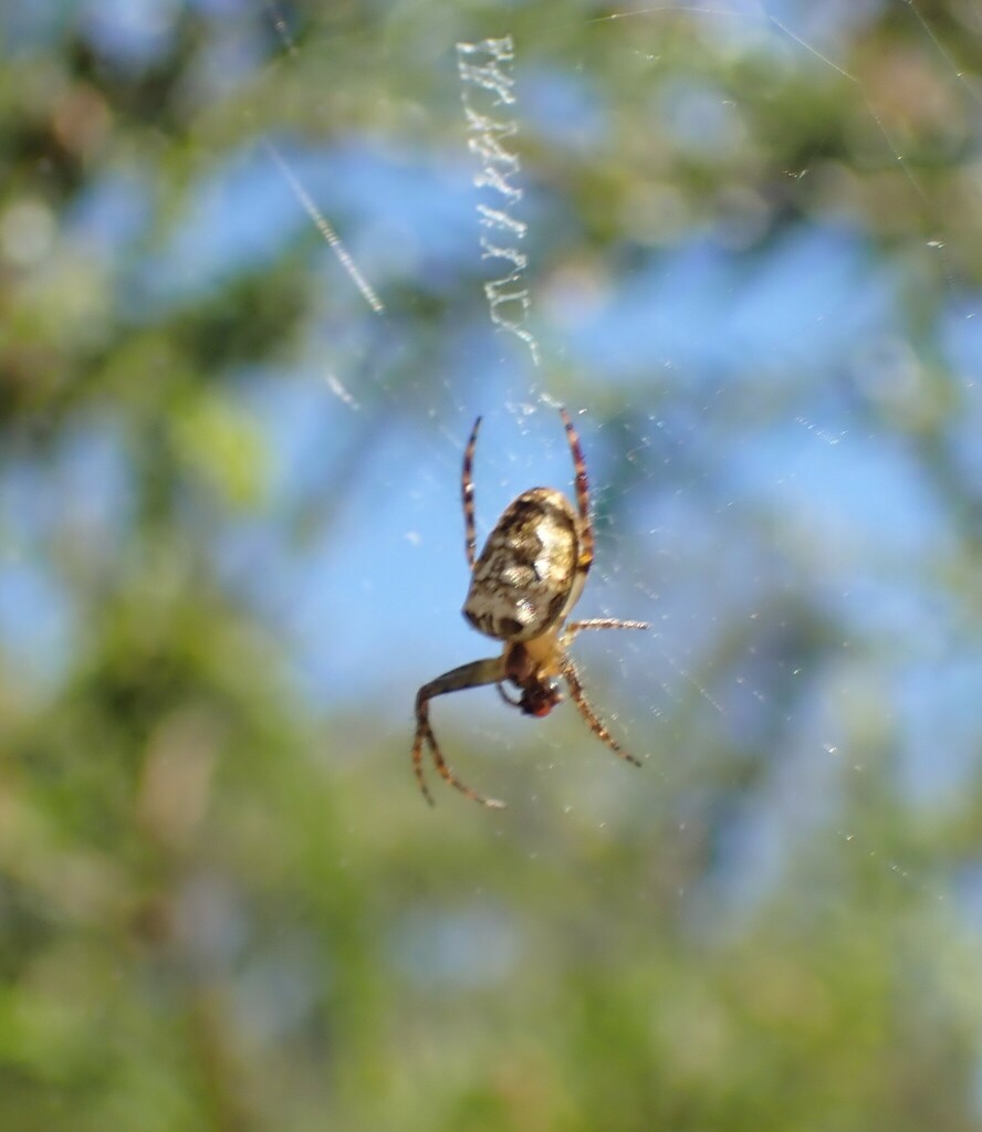 Eastern Bush Orbweaver from Somerville VIC 3912, Australia on October ...