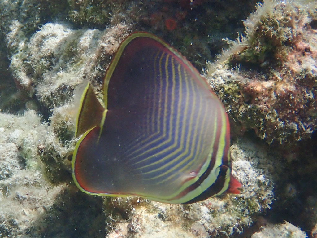Eastern Triangle Butterflyfish (Chaetodon baronessa) - Marine Life ...