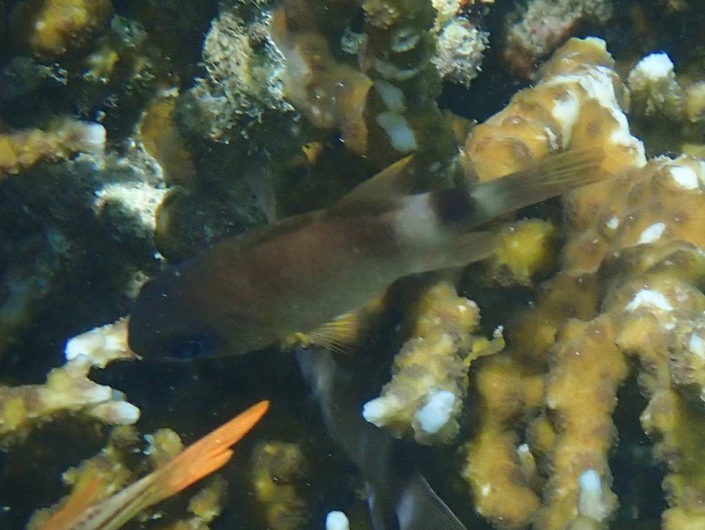 Multi-barred Cardinalfish from Bun Kacil Reef, near Sawinggrai Village ...
