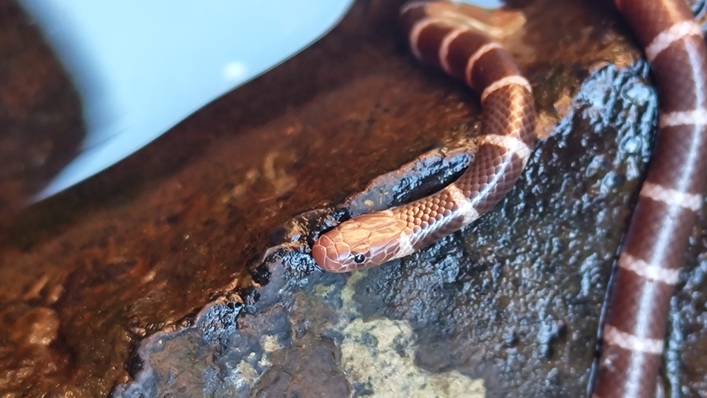 Pilbara Bandy Bandy (Vermicella snelli) - Snakes and Lizards