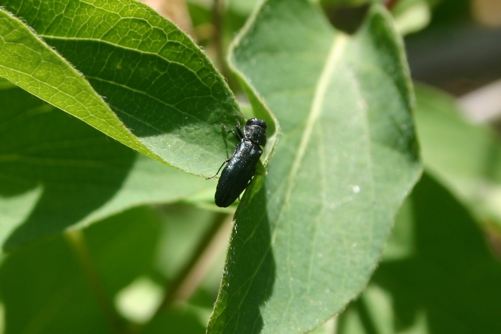 Agrilus cyanescens from Canyon County, ID, USA on June 2, 2023 at 12:11 ...