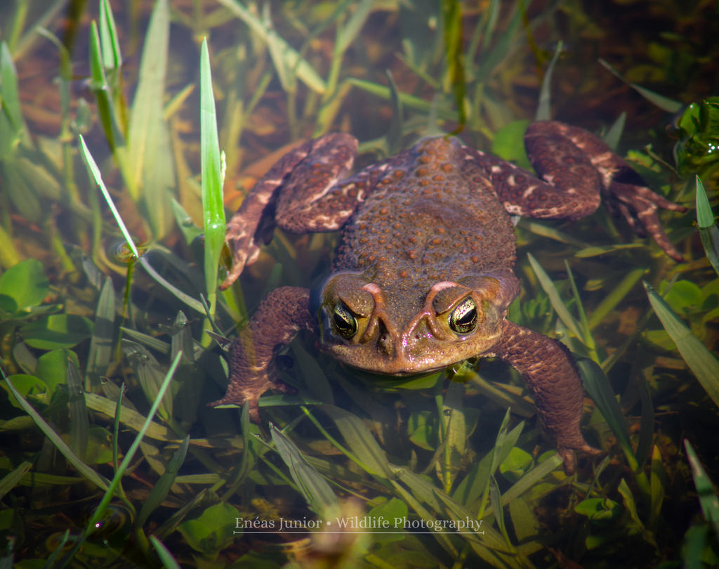 Beaked Toads from Jardim Sao Martinho, São Paulo - SP, Brasil on ...