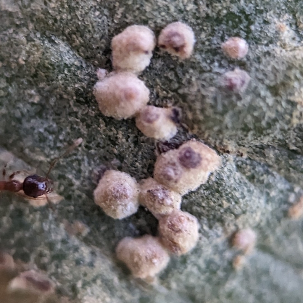 Armored Scale Insects from Premier Hotel OR Tambo, Gladiator St ...