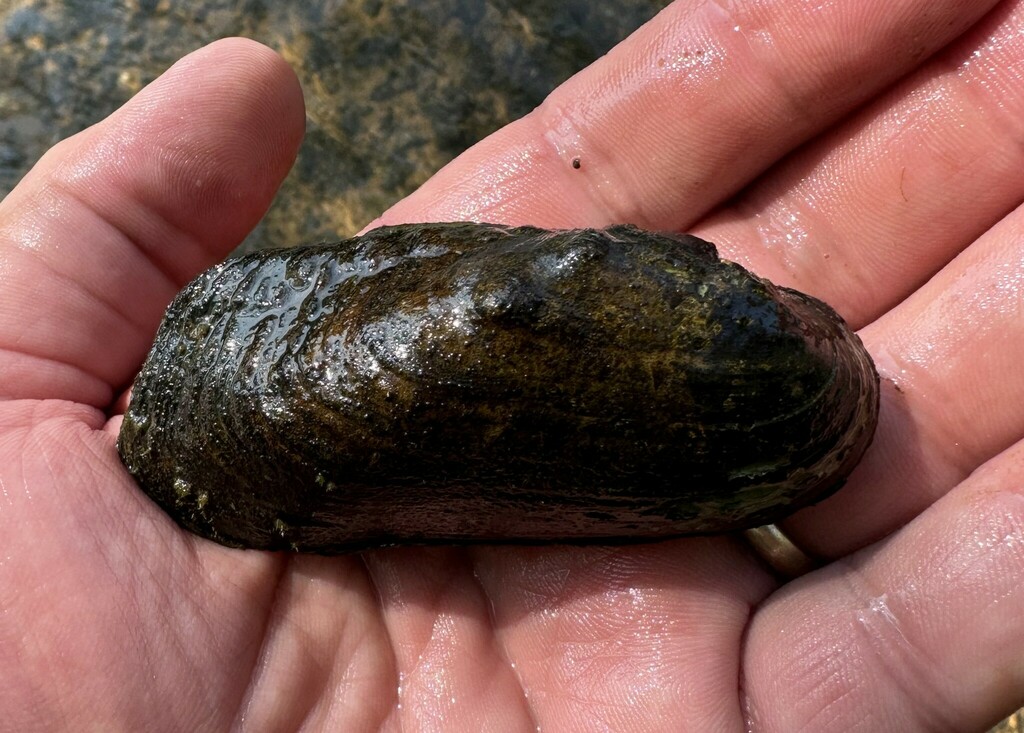 rabbitsfoot in September 2023 by Jeff Garner · iNaturalist