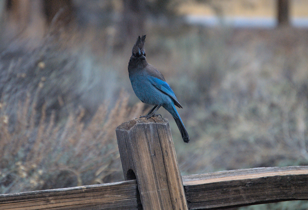 Steller's Jay from Big Bear Lake, CA, USA on December 29, 2022 at 12:13 ...
