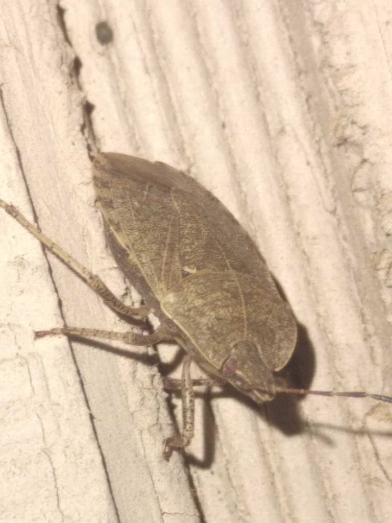 Elf Shoe Stink Bug from Norman, OK 73026, USA on October 10, 2023 at 10 ...