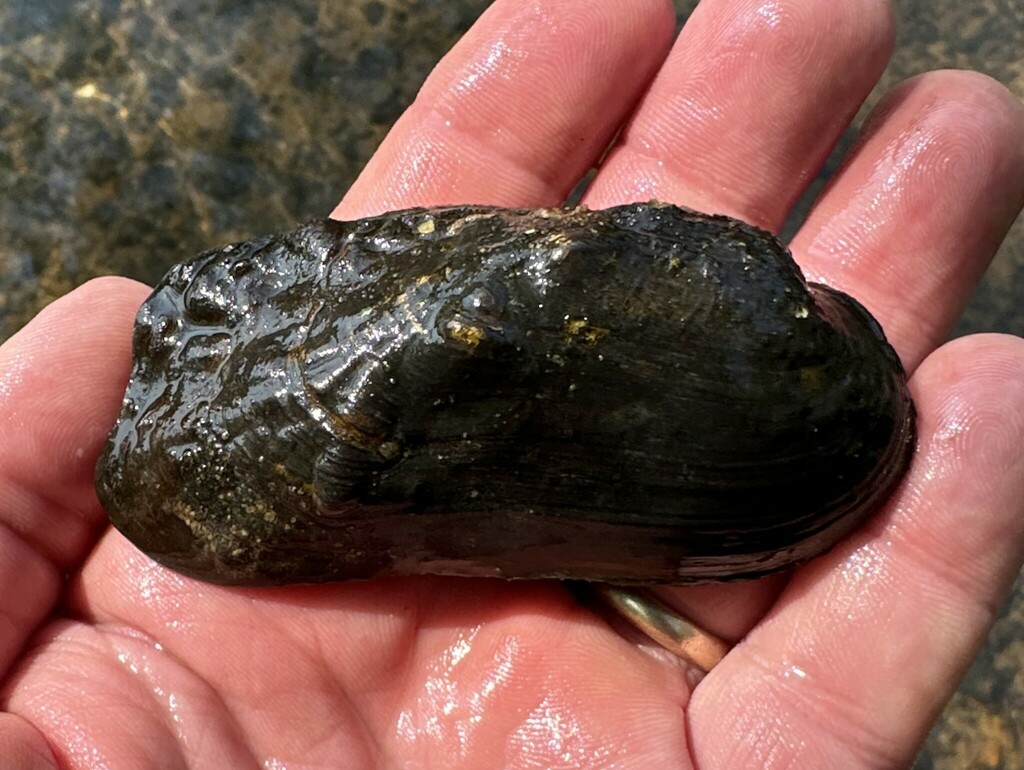 rabbitsfoot in September 2023 by Jeff Garner · iNaturalist