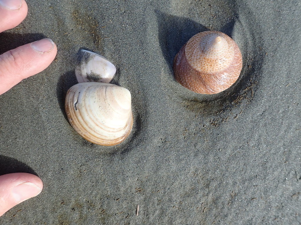 Maurea selecta from Manawatu-Wanganui, New Zealand on October 11, 2023 ...