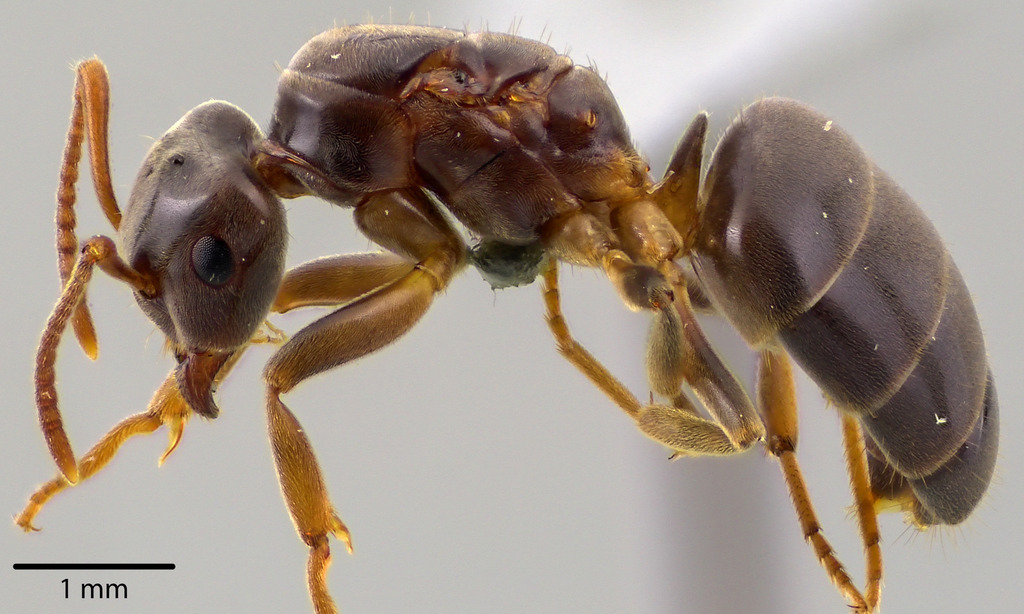Shaded Fuzzy Ant from Barry County, MI, USA on September 30, 2023 at 11 ...